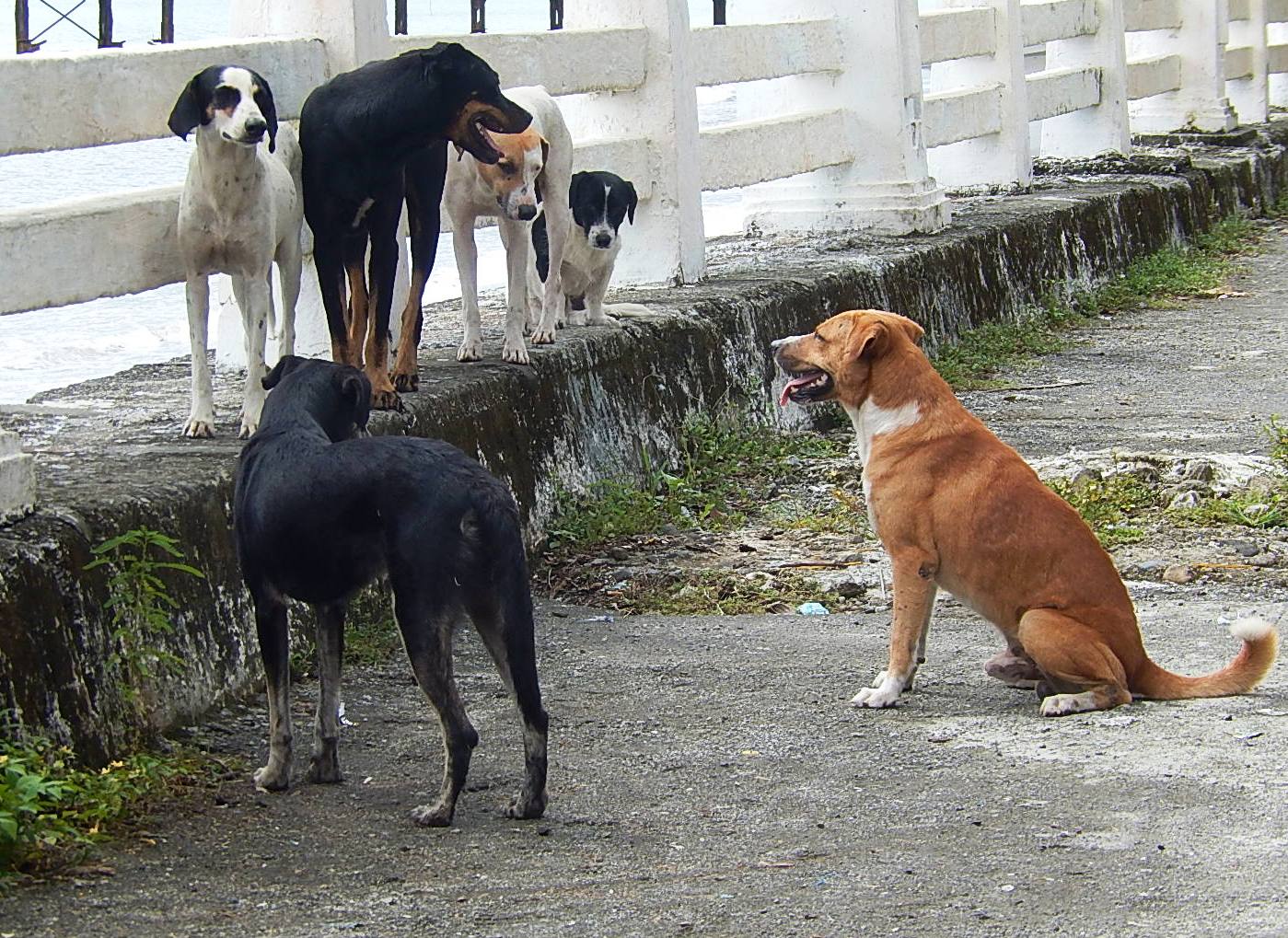 Veterinarians in Puerto Armuelles | Visit Puerto Armuelles