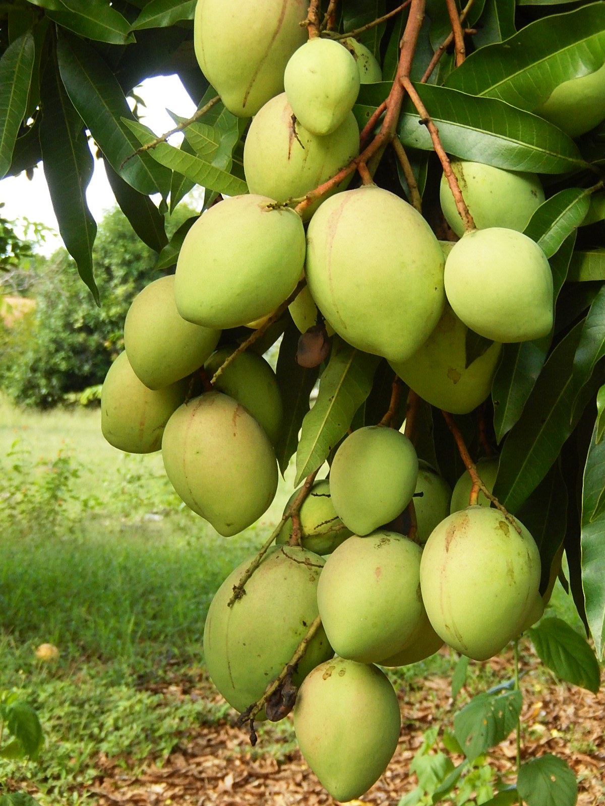 Harvesting Mangos in Panama | Visit Puerto Armuelles