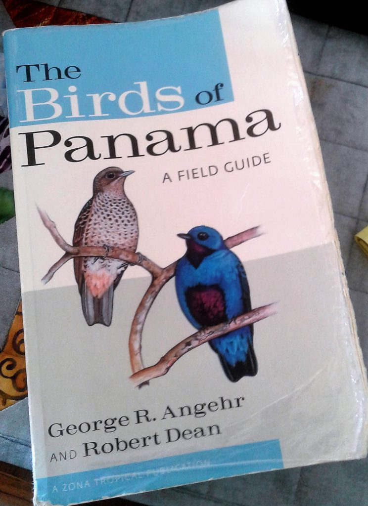 Bird Watching in Puerto Armuelles | Visit Puerto Armuelles