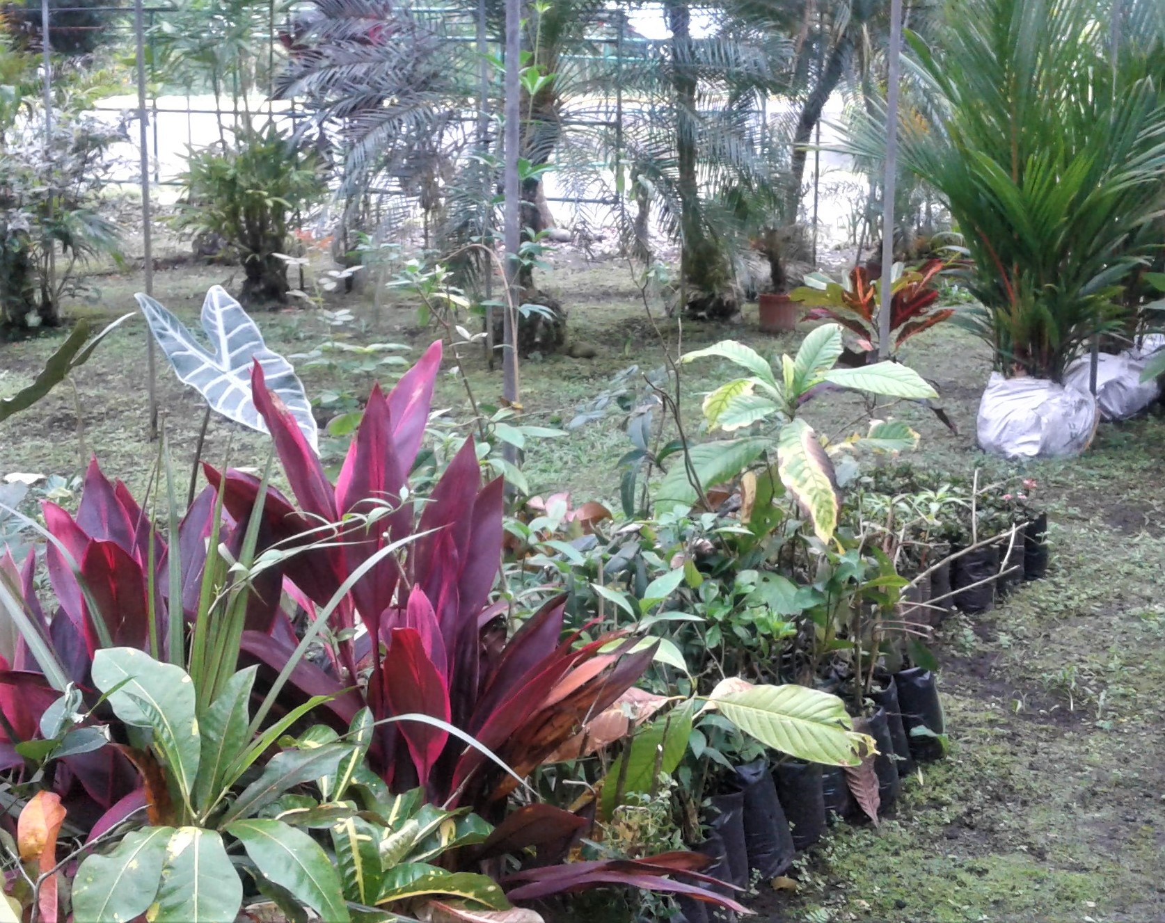 It’s Planting Time in Panama! | Visit Puerto Armuelles